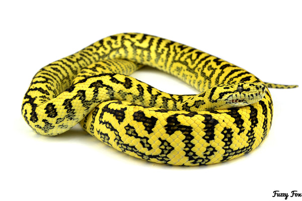 Adult Coastal Carpet Python